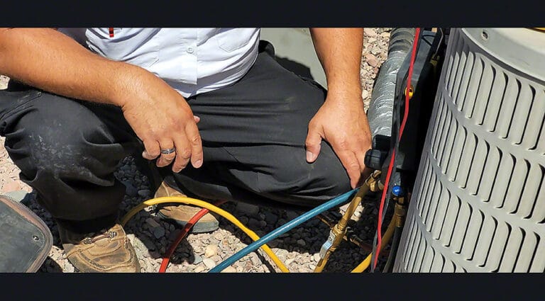 Trees With Codominant Stems: Types, Risks, And Inspection | Ecstatic ...